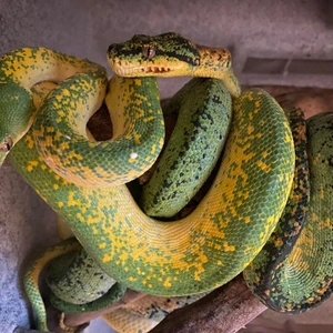 Ken Diehl Serpents - MorphMarket