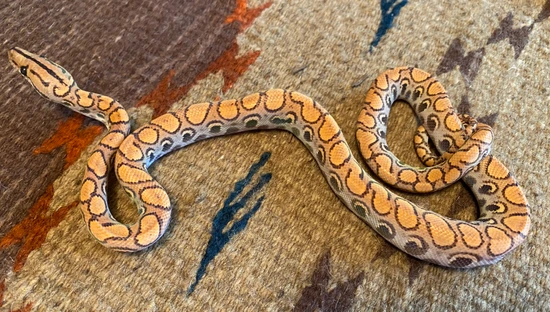 2023 0.1 Hypo Brazilian Rainbow Brazilian Rainbow Boa by Ken Diehl Serpents