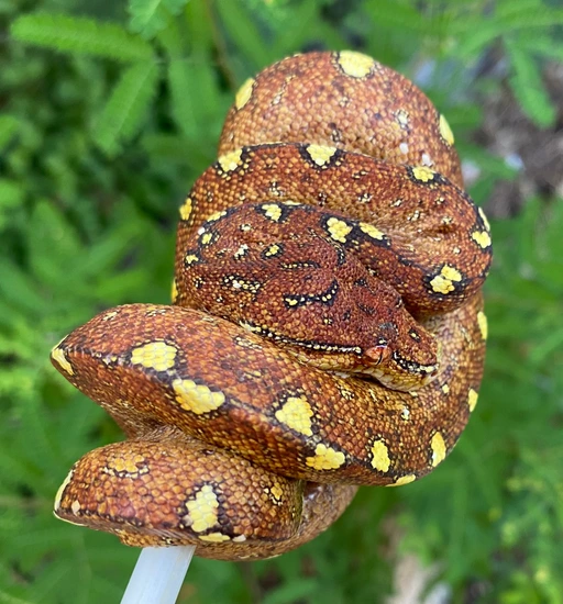 2023 1.0 Designer Biak Outcross Green Tree Python by Ken Diehl Serpents