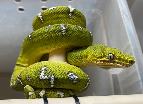1.0 USCBB Northern Emerald Tree Boa by Ken Diehl Serpents