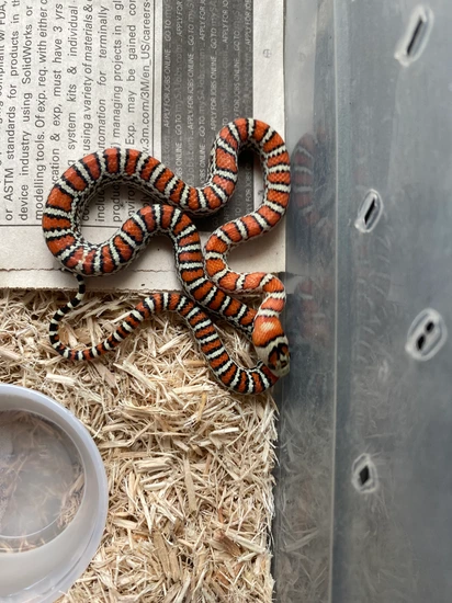 2024 0.1 Tarahumara Knoblocki Kingsnake Chihuahua Mountain Kingsnake by ...