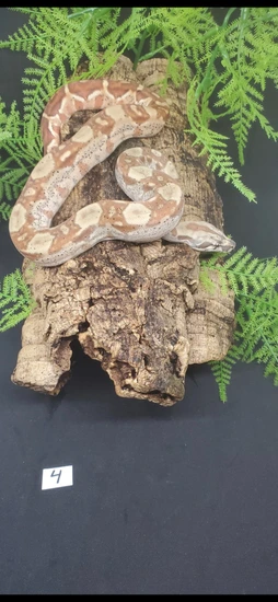 Hypo 66% Het Spector Boa Constrictor by Kellys Creatures and Critters