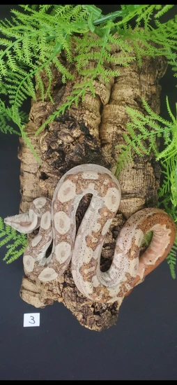 Hypo 66% Het Spector Boa Constrictor by Kellys Creatures and Critters