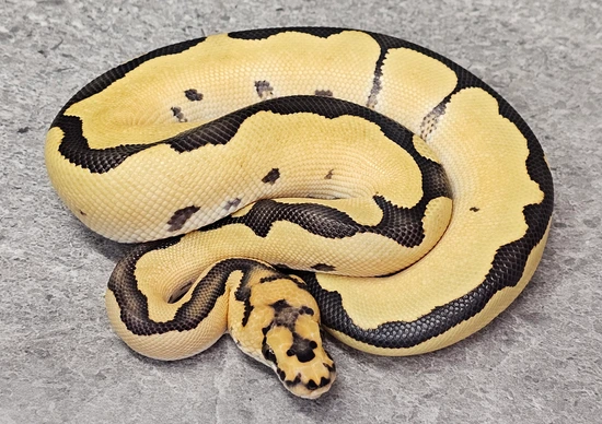 DG CLOWN Ball Python by Ken Macek Reptiles