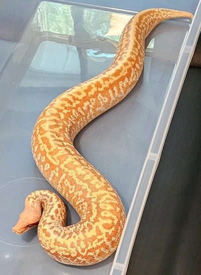 Batrix T + Albino Blood Python by Ken Macek Reptiles