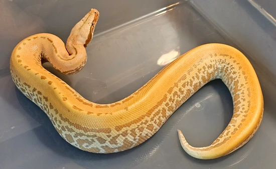 T+albino Pixel Blood Python by Ken Macek Reptiles