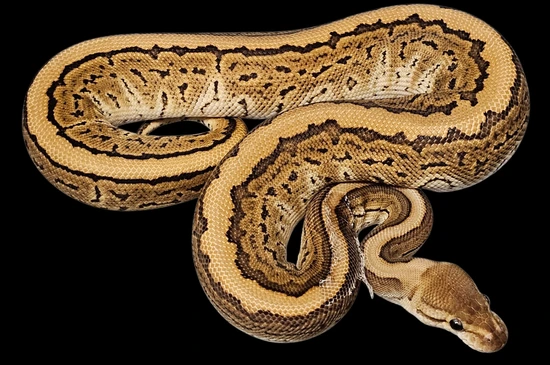 Trident Redstripe Black Pastel Pinstripe Het Clown Ball Python by Ken ...