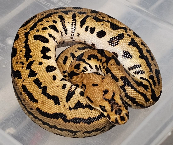 Trident Spotnose Leopard Clown Ball Python by Ken Macek Reptiles