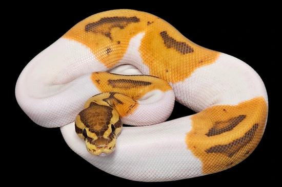 Ultramel Pied 66% Het Clown Ball Python by Ken Macek Reptiles