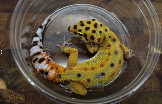 Clown Leopard Gecko by Kensington Geckos