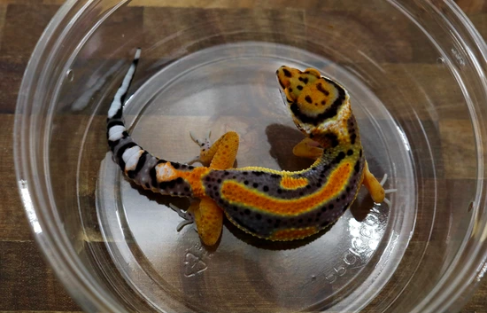 CLOWN Leopard Gecko by Kensington Geckos