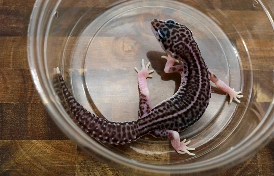 Black Night Galaxy Leopard Gecko by Kensington Geckos