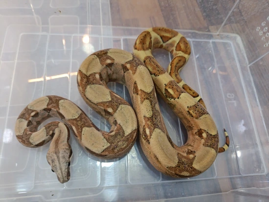 Hypo Jungle Purple Het Albino Sharp Boa Constrictor by RedSnake