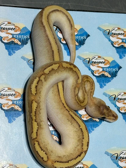 Cypress Cinnamon Fire Pinstripe Orange Dream 66% Het Pied Ball Python ...