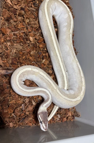 Mystic Potion Ball Python by Keowee Exotics, LLC