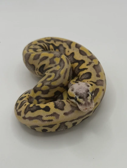 Pastel Spotnose Leopard Lesser Fire Het Clown Ball Python by Keowee ...