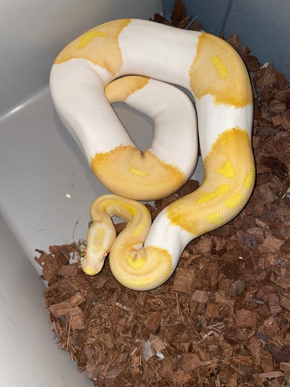 Albino Pied Ball Python by Ball Python Chronicles