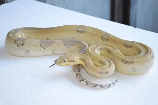 Ghost Poss Super 66% Het Vpi Boa Constrictor by Exotics @ Heart