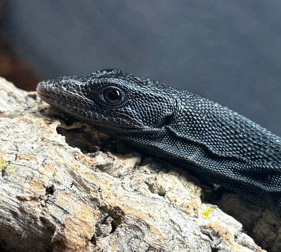 Varanus Beccarii Black Tree Monitor by Exotics @ Heart