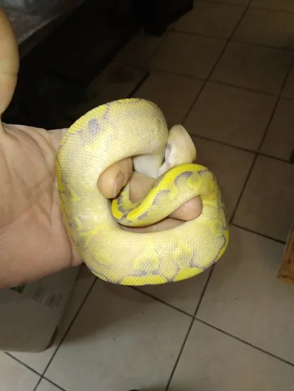 Juvenile Male Enchi Mimosa Ball Python by Reptile Mart