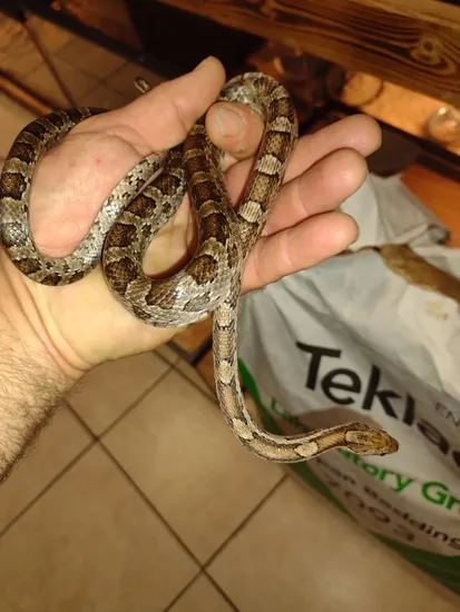 Sub Adult Anery Corn Snake by Reptile Mart