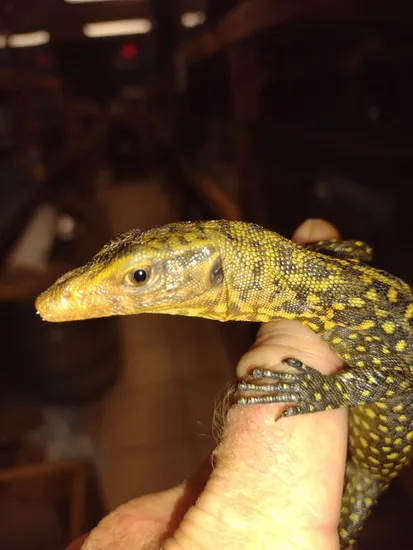 Exceptional Quince Monitor Other Monitor by Reptile Mart
