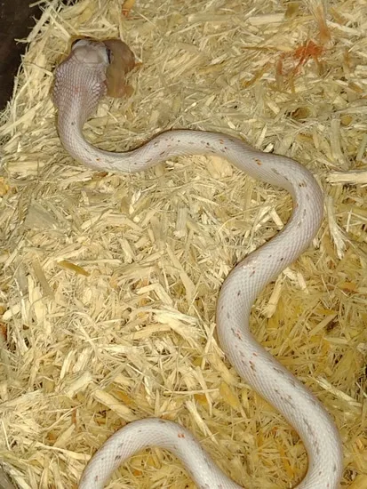 Male Palmetto Corn Bug Eye Corn Snake by Reptile Mart
