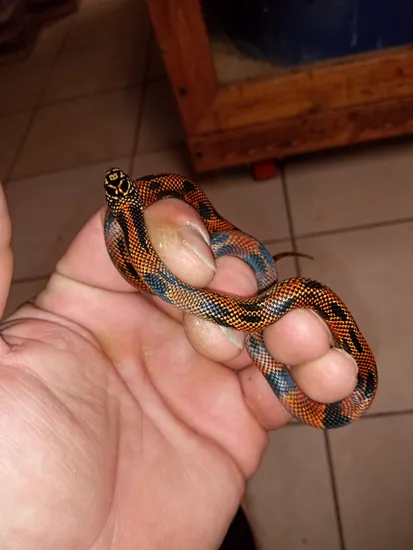 High Red Patterned Goini King Snake Apalachicola Kingsnake by Reptile Mart