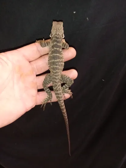 Male Australian Water Dragon More Lizard by Reptile Mart