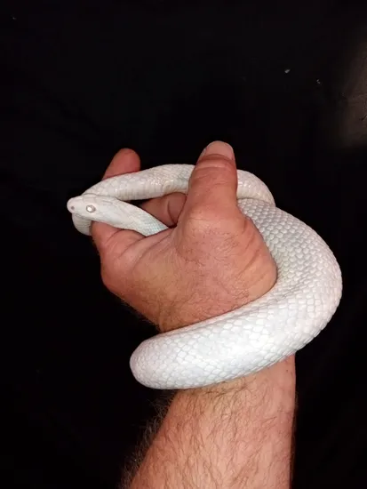Adult Male Snow Emoryi Rat Snake Eastern Rat Snake by Reptile Mart