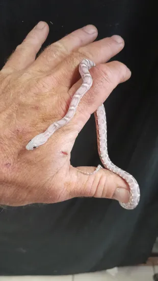 Male Scaleless Ghost Corn Snake by Reptile Mart