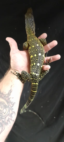 Stunning Long Term Captive Croc Monitor Crocodile Monitor by Reptile Mart