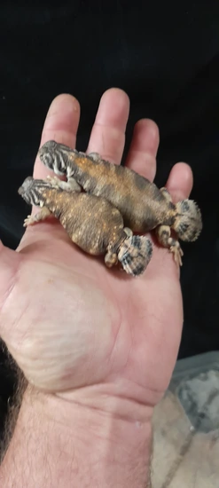 Pair Of Thomasi Uromastyx by Reptile Mart
