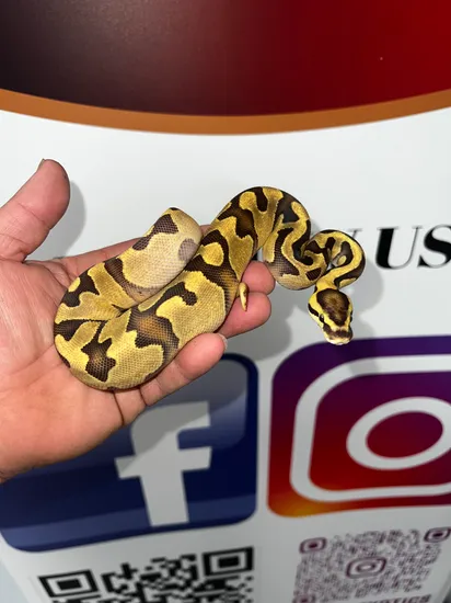 Orange Dream Enchi Het Clown Pos Het Pied Ball Python by E-town Exotics