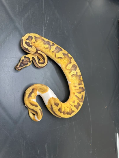 2024Orange Dream Enchi Pastel Pied Het Clown Ball Python by E-town Exotics