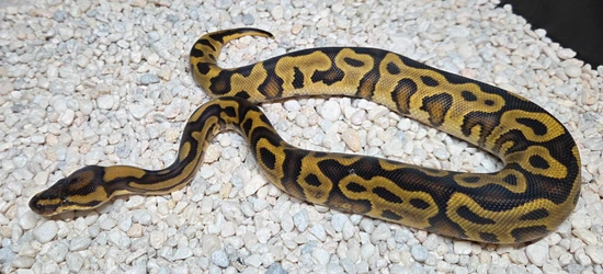 Spotnose, Red Stripe, Leopard, Yellow Belly, 66% Desert Ghost, 50% ...