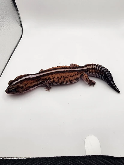 Milkshake African Fat-Tailed Gecko by Aurora Borealis Reptile