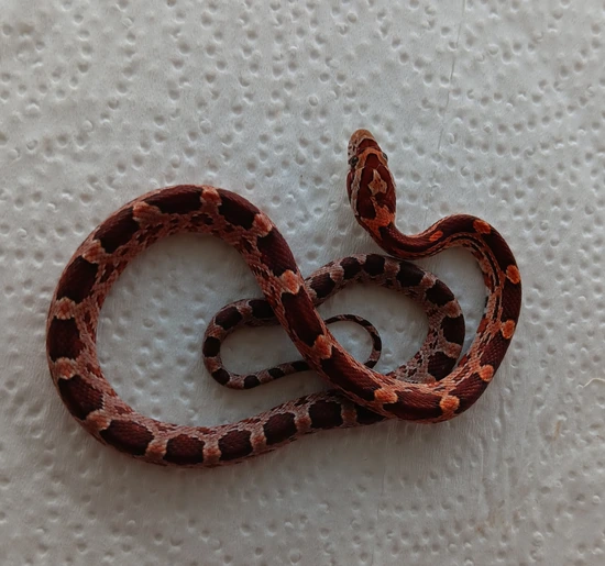 Classic Corn Snake by Kingdom of Colubrids
