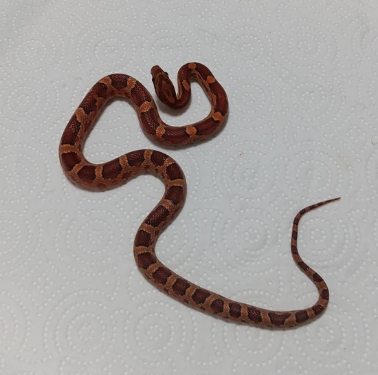 Classic Corn Snake by Kingdom of Colubrids