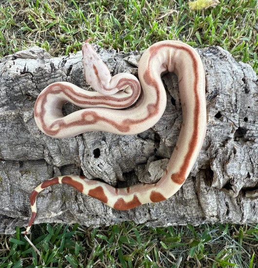 Pos Super Hypo Labyrinth Het PP Blood 66% Het VPI Boa Constrictor by ...