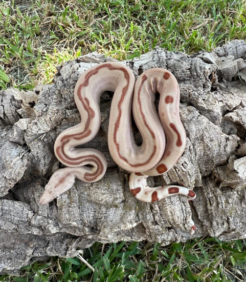 Hypo (Pos Super Hypo) Labyrinth Het PP Blood 66% Het VPI Boa ...