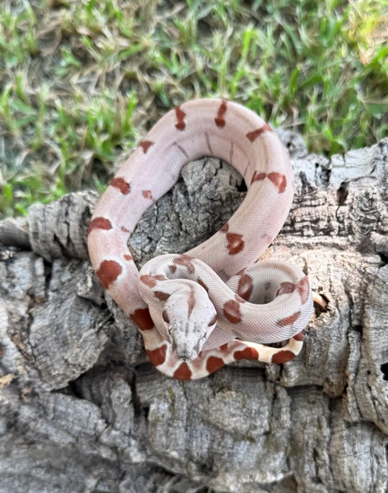 Hypo Het PP Blood 66% Het VPI Boa Constrictor by Beau's Boas and Reptiles