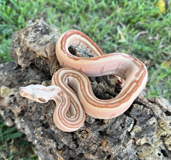 Hypo Labyrinth Het PP Blood 66 VPI Boa Constrictor by Beau's Boas and ...