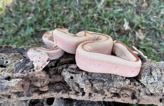 VPI Sunglow (Pos Super Hypo) Labyrinth Het PP Blood Boa Constrictor by ...
