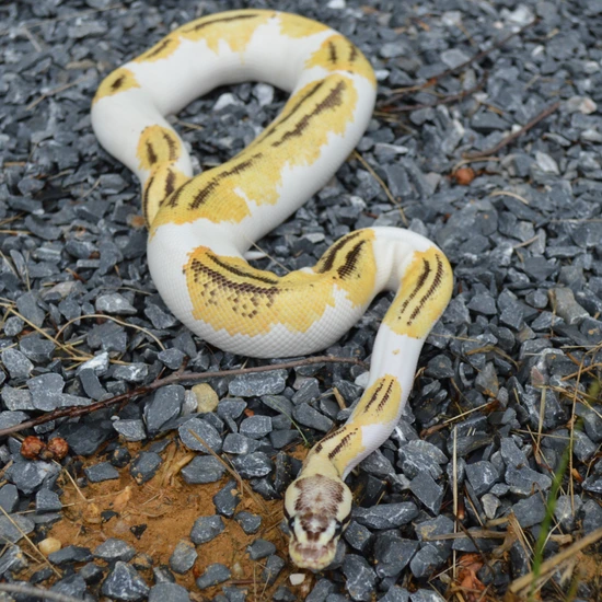 Firefly OD YB Pied Ball Python by Halcyon Pythons