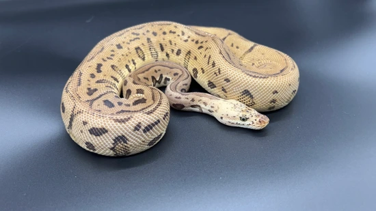 Pastel Batman Ball Python by Splashpac Reptiles