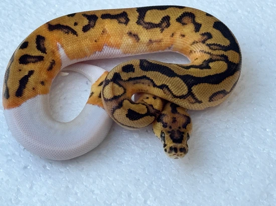Clown Pied Ball Python by KG Constrictors