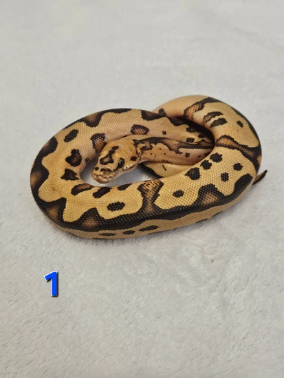 Fire Batman Ball Python by Self-Made Reptiles