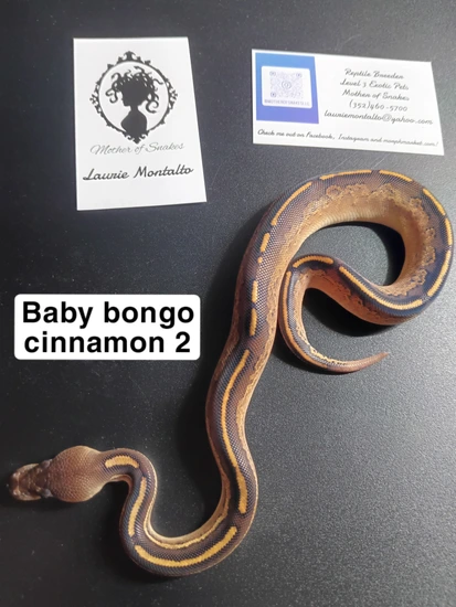 Bongo Cinnamon 2 Ball Python by Mother of Snakes