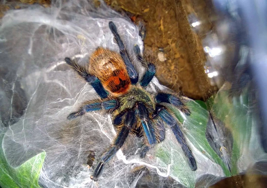 2 1/2 - 3” Female Chromatopelma Cyaneopubescens Green Bottle Blue, GBB ...
